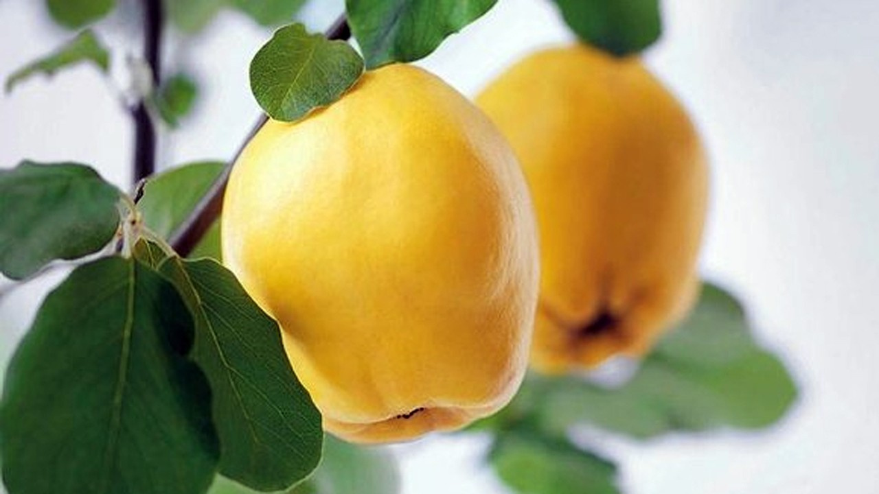 İşte ayvanın hiç bilmediğiniz faydaları! - SacitAslan.com