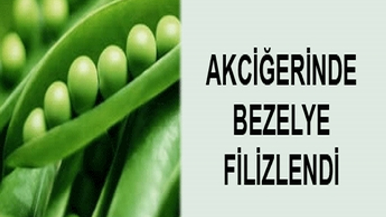 Akciğer ve bezelye - SacitAslan.com