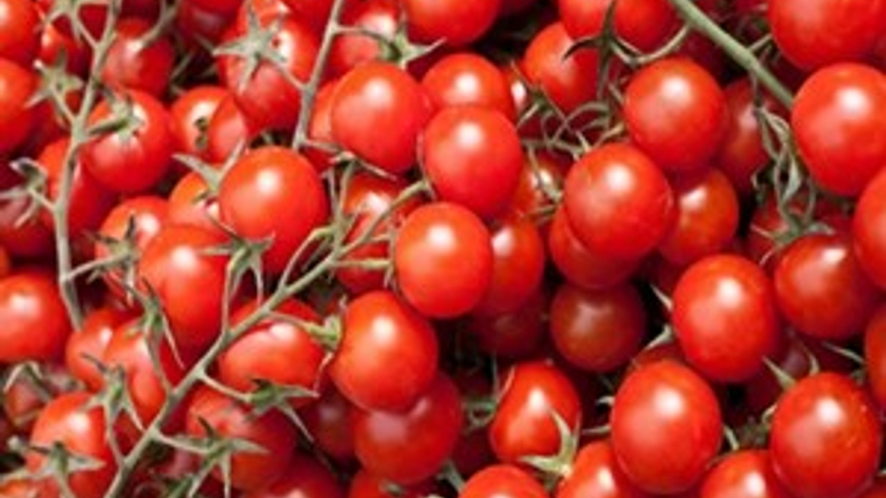 Kansere çeri domates kalkanı - SacitAslan.com